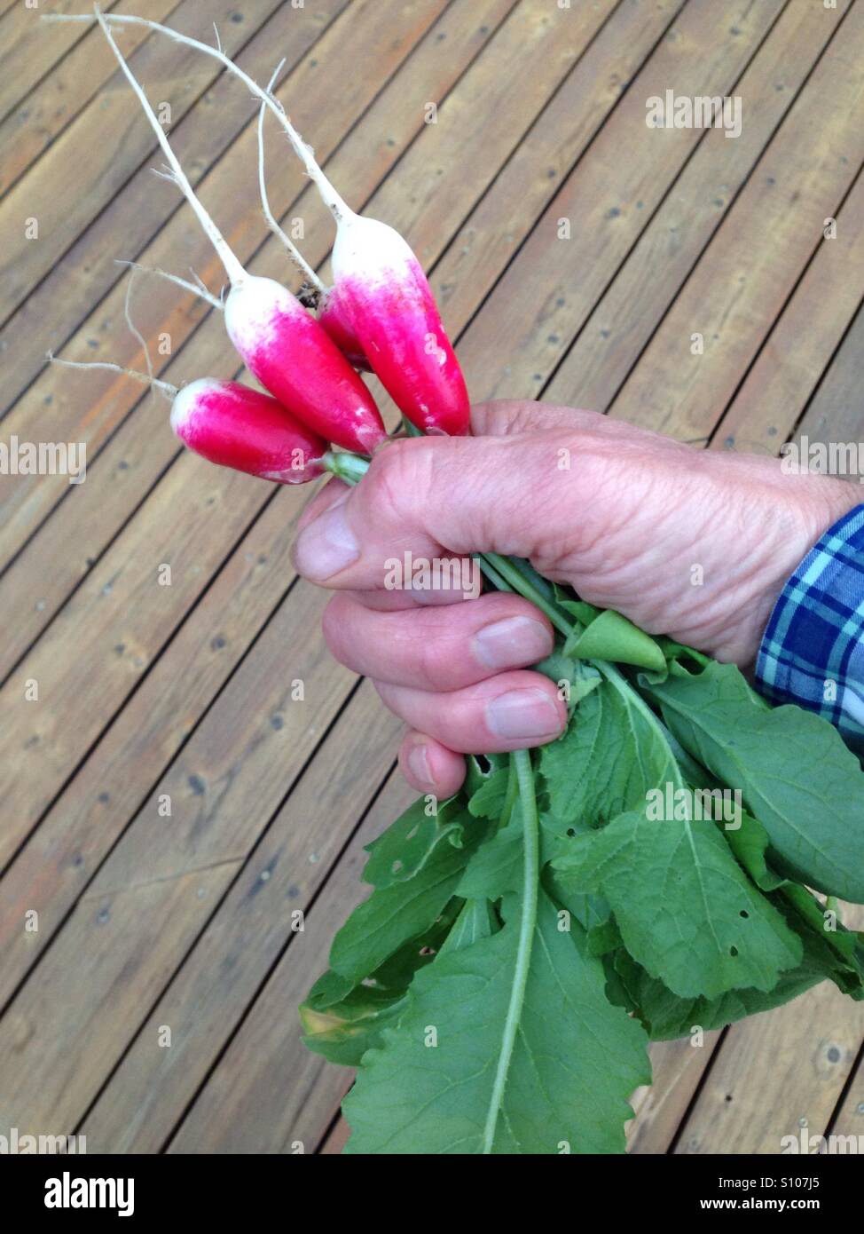 A bunch of fresh radishes in a man's hand Stock Photo - Alamy