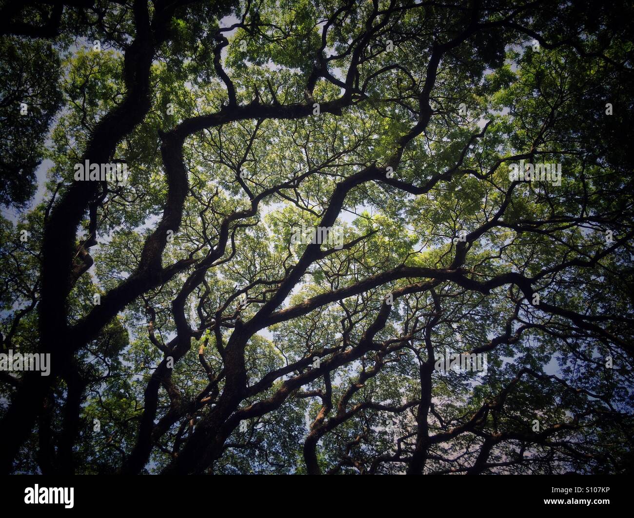 Big trees and its branches Stock Photo - Alamy