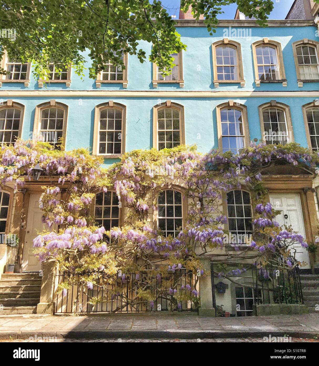Spring wisteria on a Georgian terrace in Bristol, England Stock Photo ...