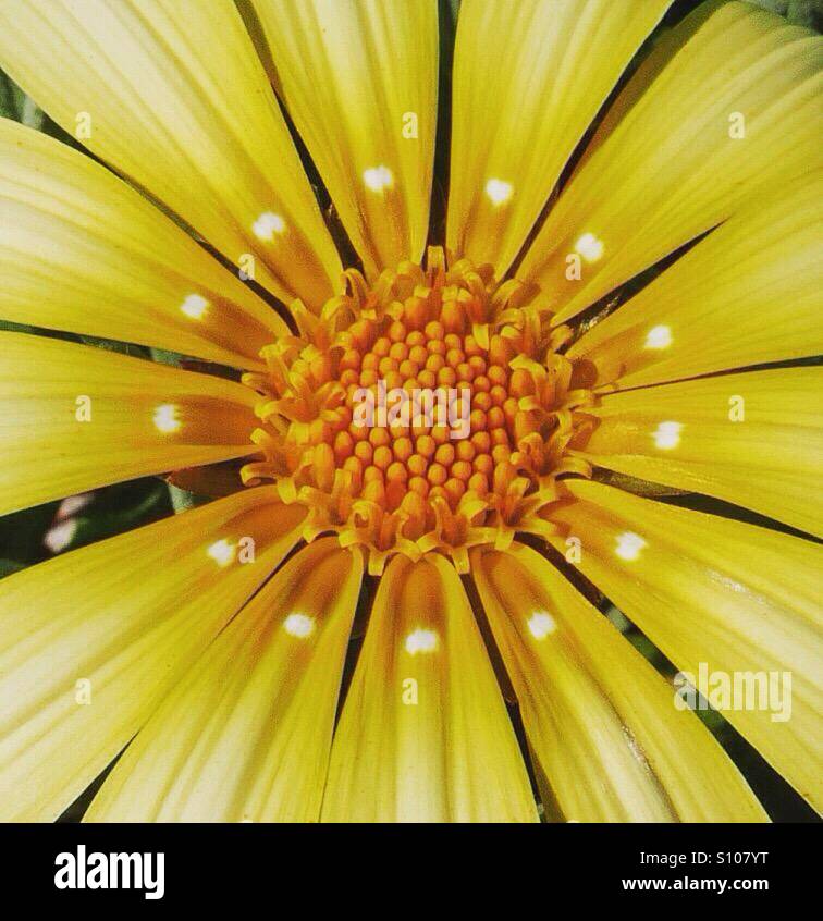 Yellow flower close-up Stock Photo - Alamy