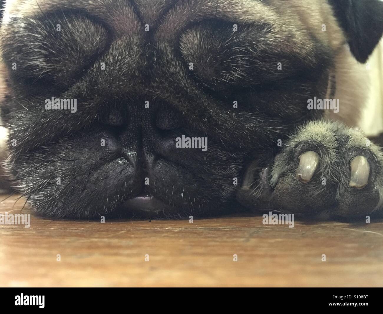 Sleeping Pug High Resolution Stock Photography and Images - Alamy