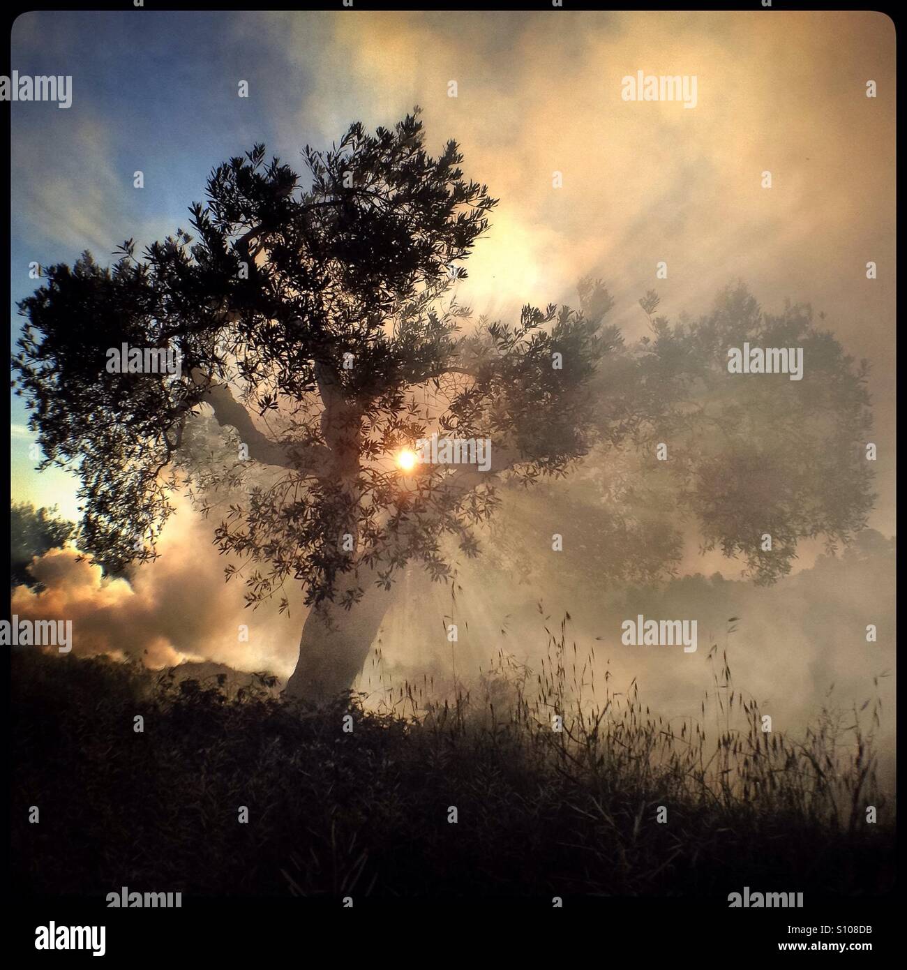 Burning olive tree pruning's at sunrise, Catalonia, Spain Stock Photo ...