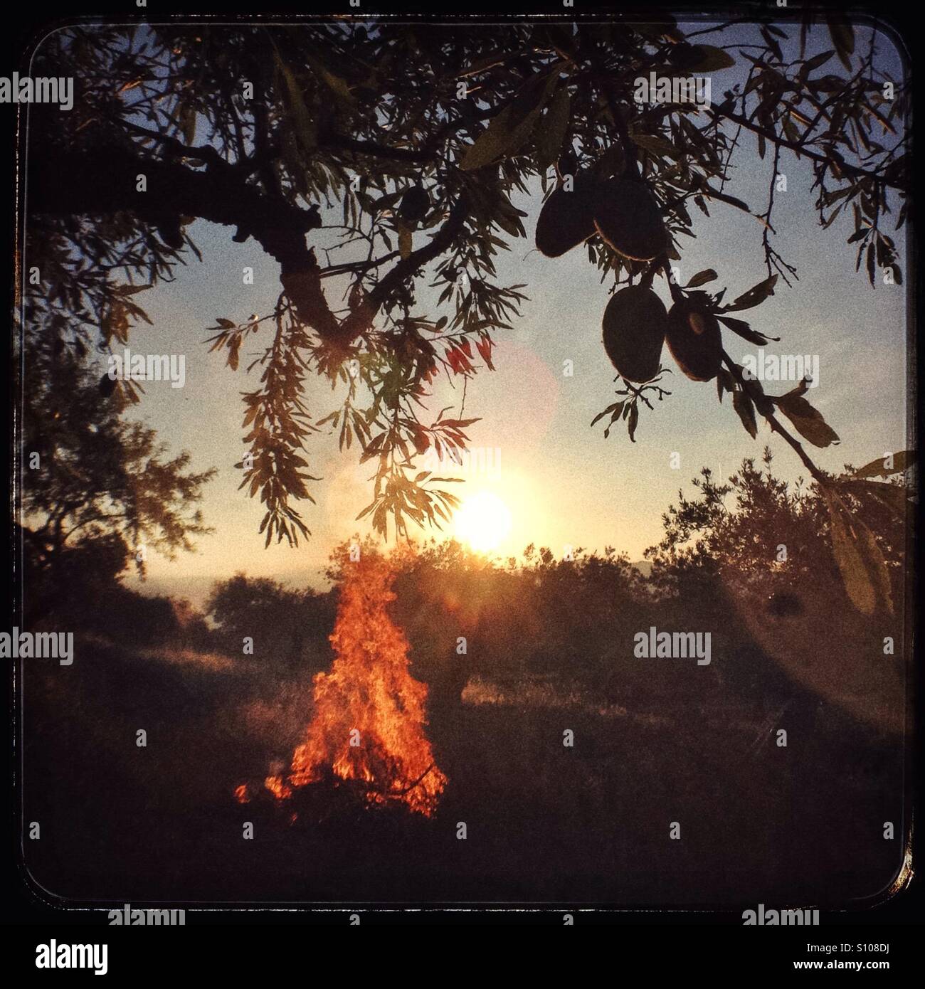 Burning olive tree prunings sunrise hi-res stock photography and images ...