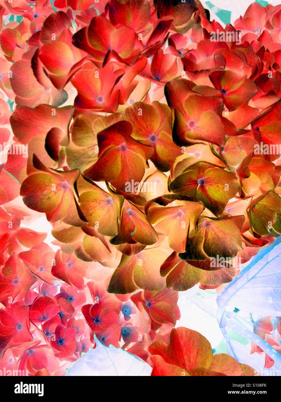 Orange hydrangea plant Stock Photo - Alamy