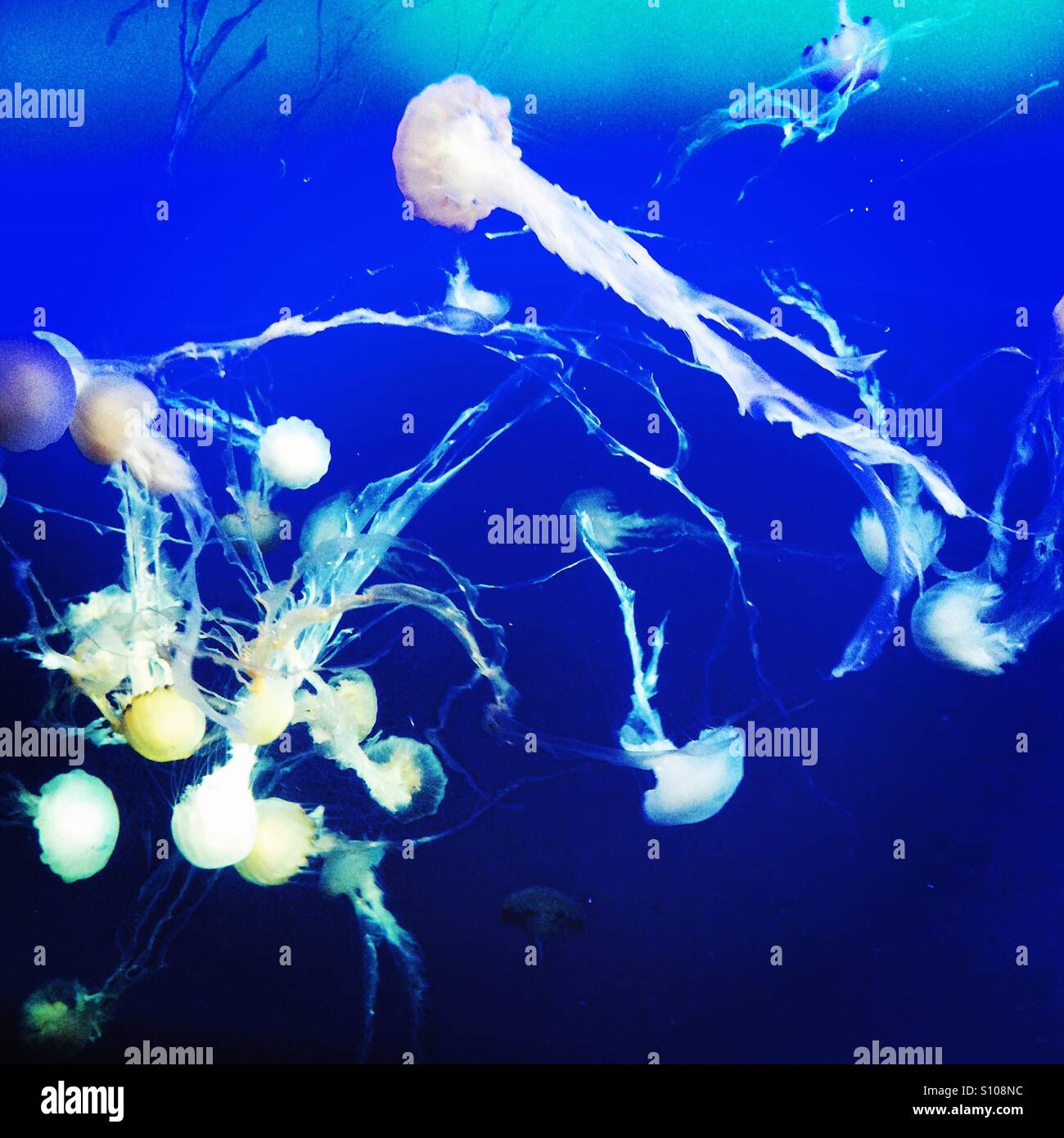 Underwater dance hi-res stock photography and images - Alamy