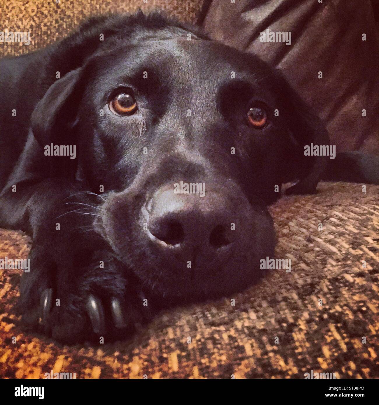 Posing dog hi-res stock photography and images - Alamy