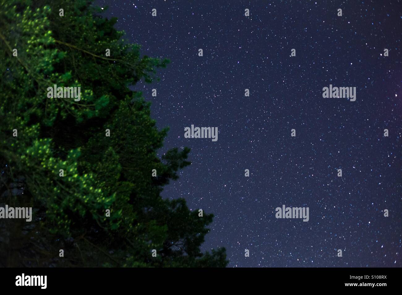 Stars on dark sky and tree Stock Photo - Alamy