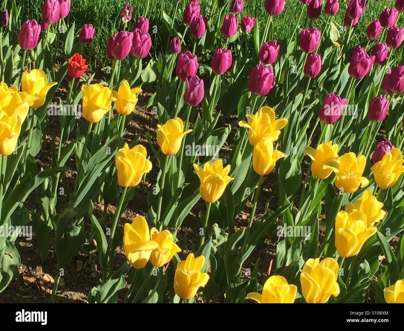 Lone red tulip Stock Photo - Alamy