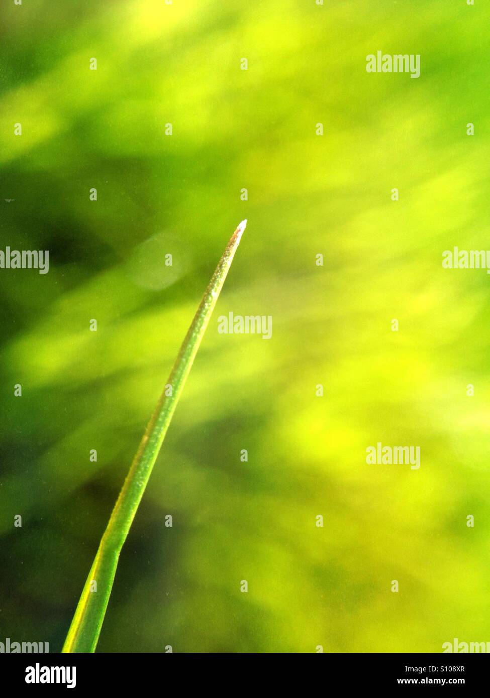 Single blade of grass Stock Photo - Alamy