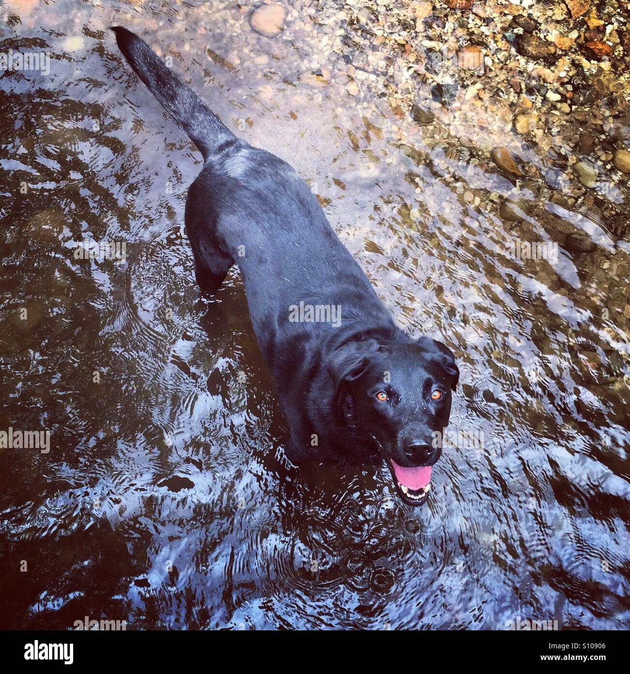 Labrador cooling hi-res stock photography and images - Alamy