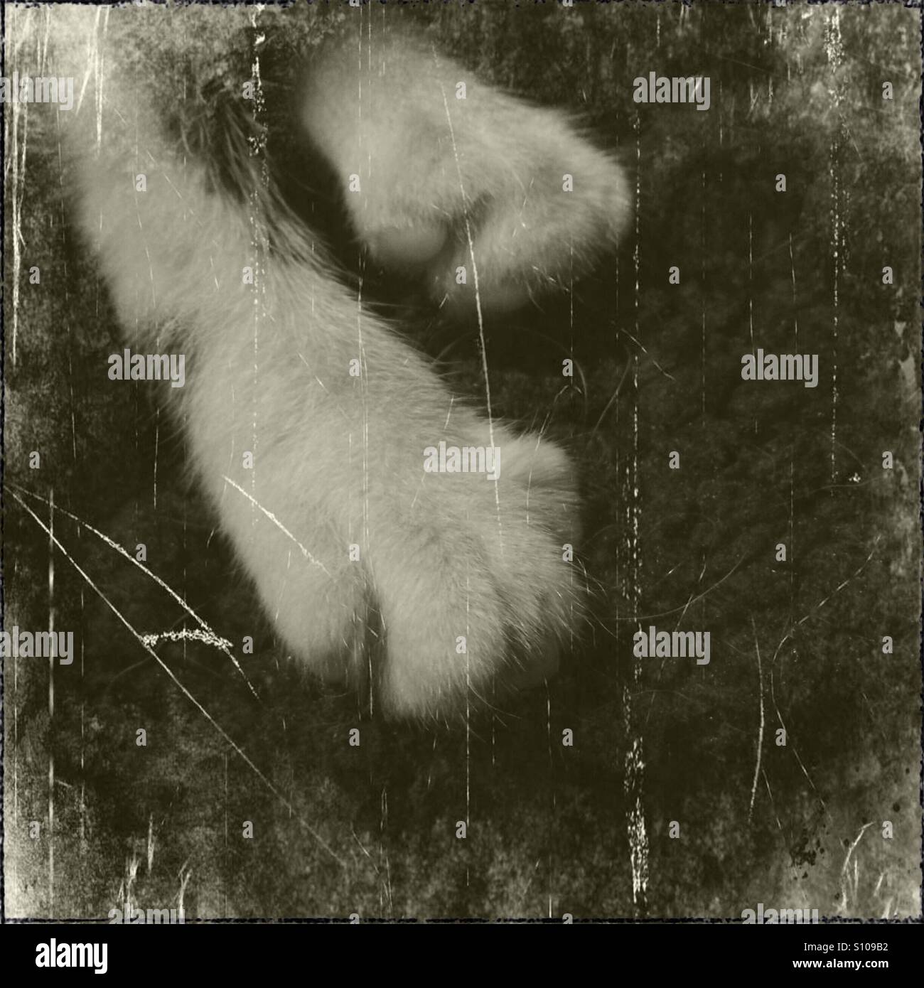 Cat paws close up hi-res stock photography and images - Alamy