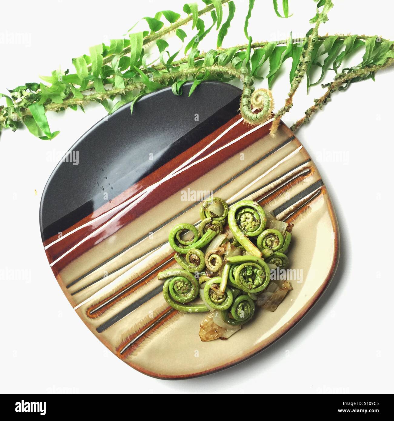 Fiddlehead on fern fern hi-res stock photography and images - Alamy