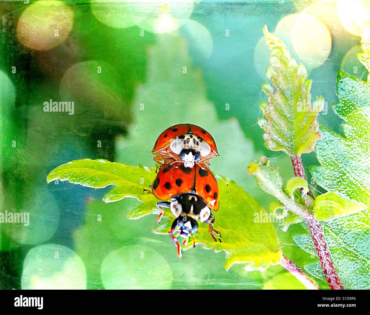 I am so glad, to find this two happy and lucky bugs in my garden Stock ...