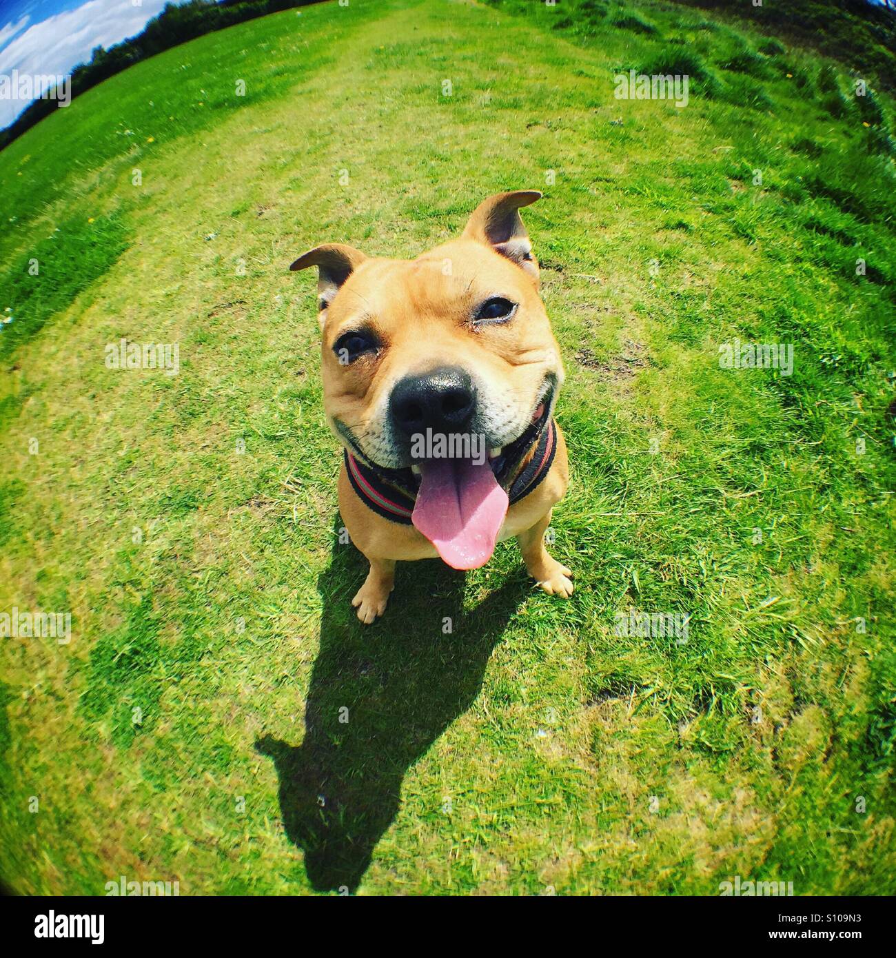 Happy dog walk hi-res stock photography and images - Alamy
