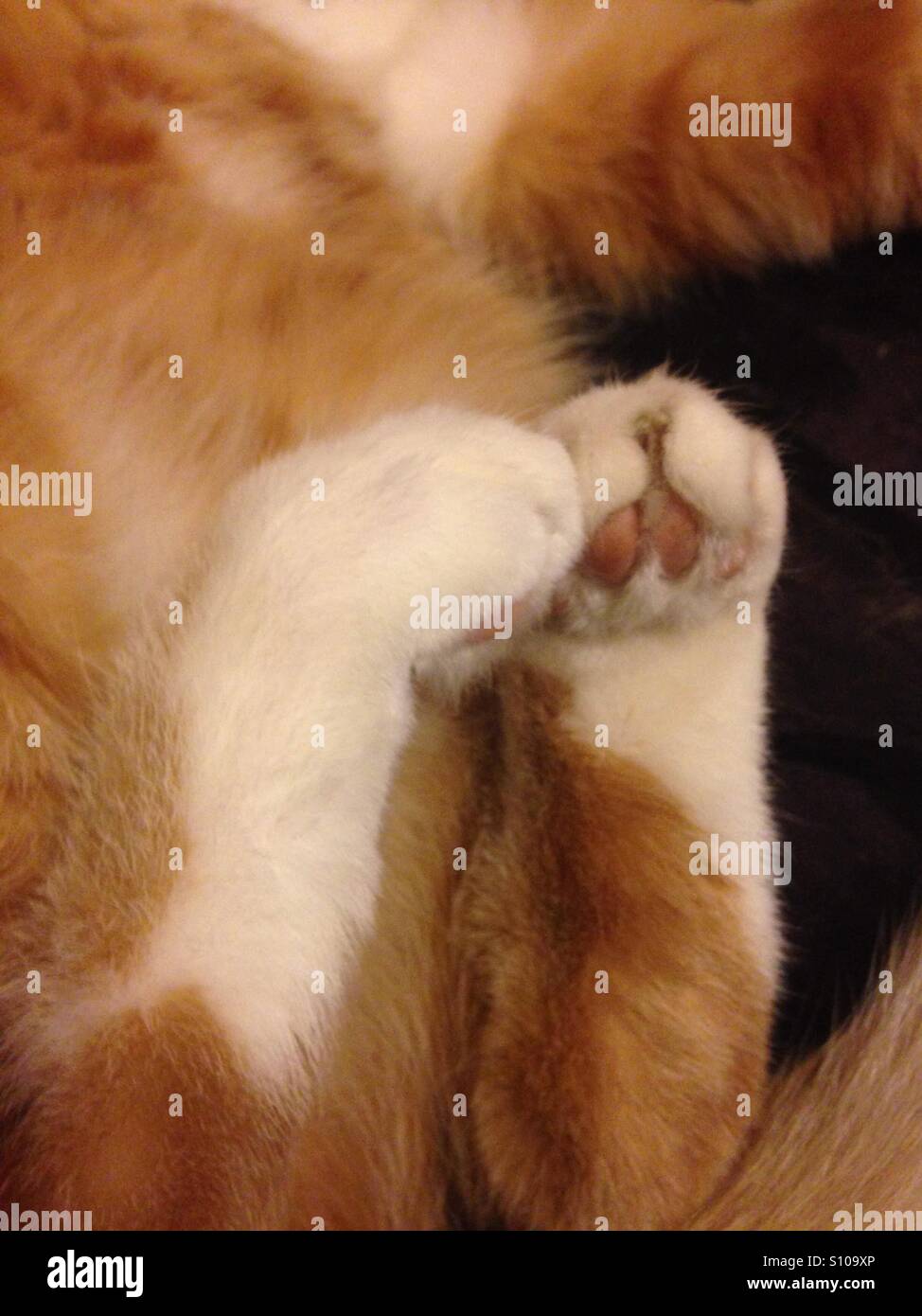 Cat paws hi-res stock photography and images - Alamy