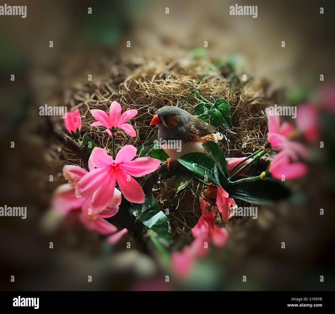 Bird on a branch in atrium Stock Photo - Alamy