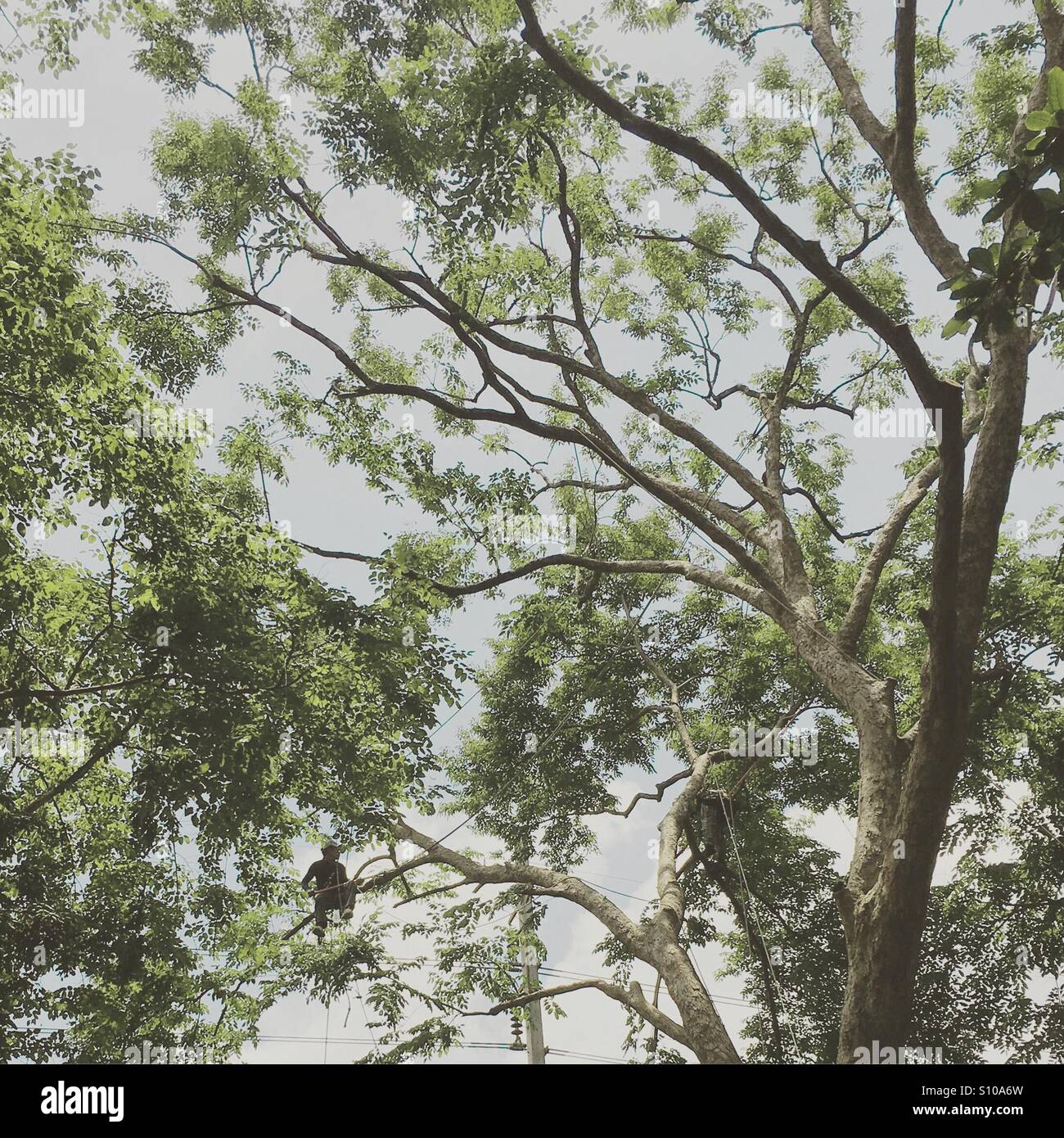 Tarzan Tree High Resolution Stock Photography and Images - Alamy