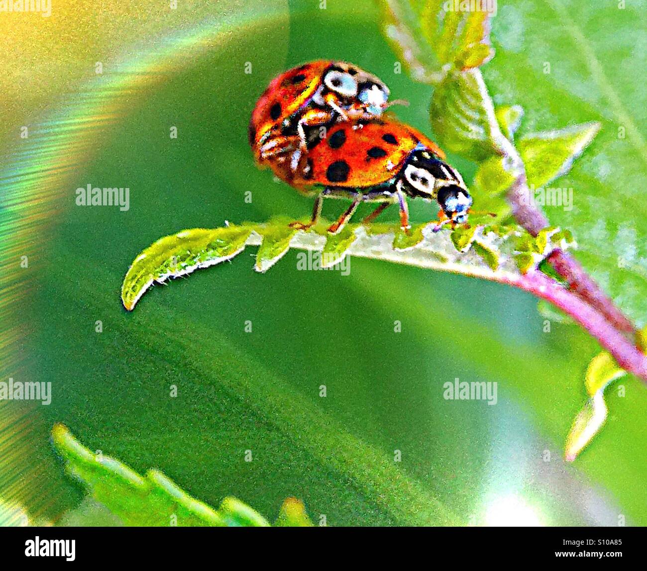 hidden happy two bugs Stock Photo - Alamy
