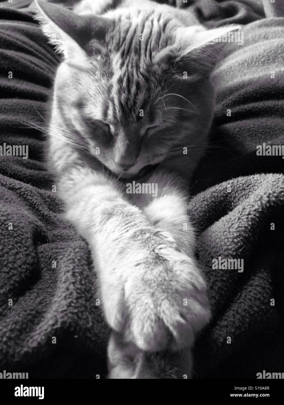 Cozy kitty sleeping Stock Photo - Alamy