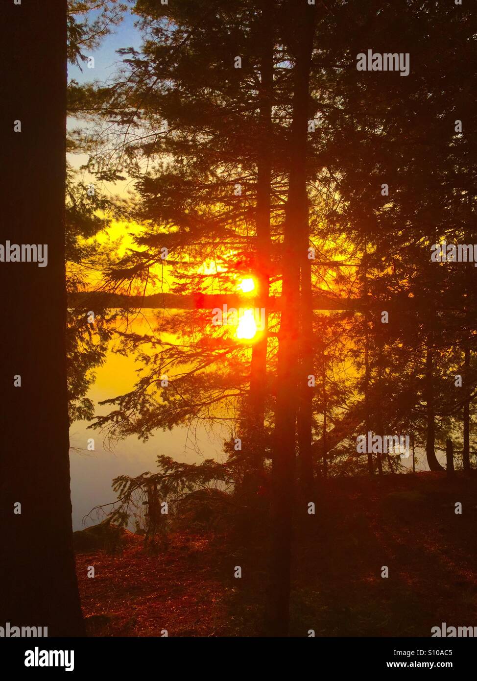 Sunset through pine trees lake hi-res stock photography and images - Alamy