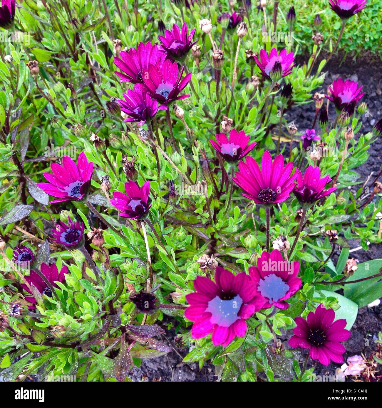 Magenta daisies filled with rain Stock Photo - Alamy