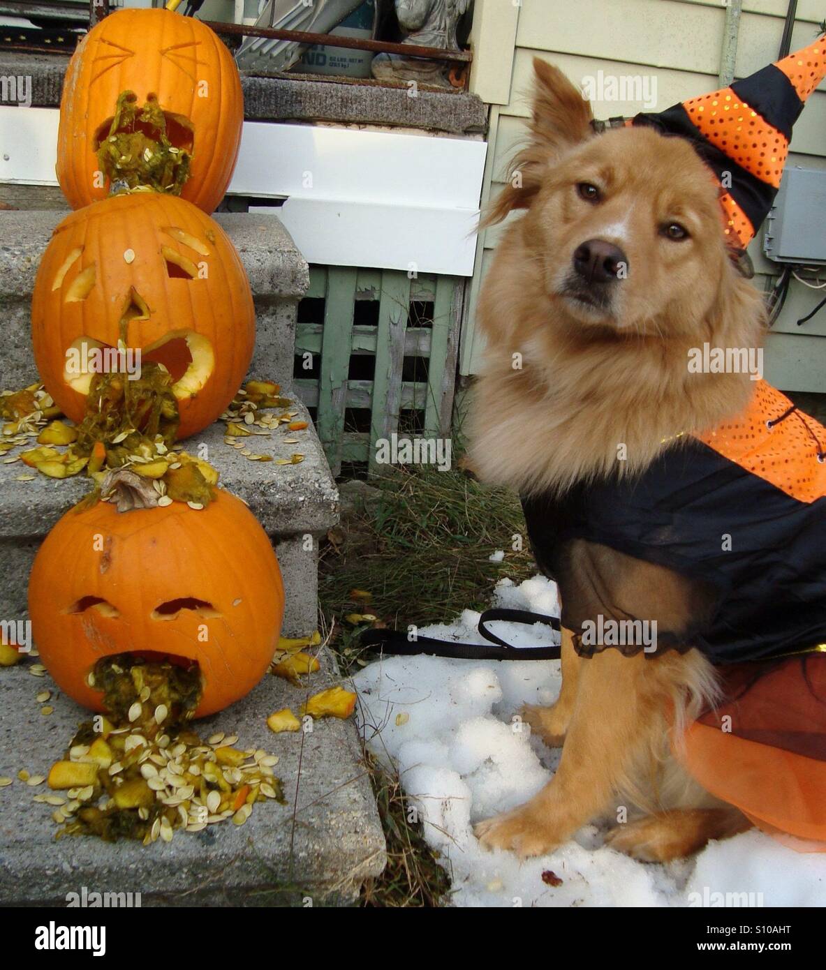 Witch dog hi-res stock photography and images - Alamy