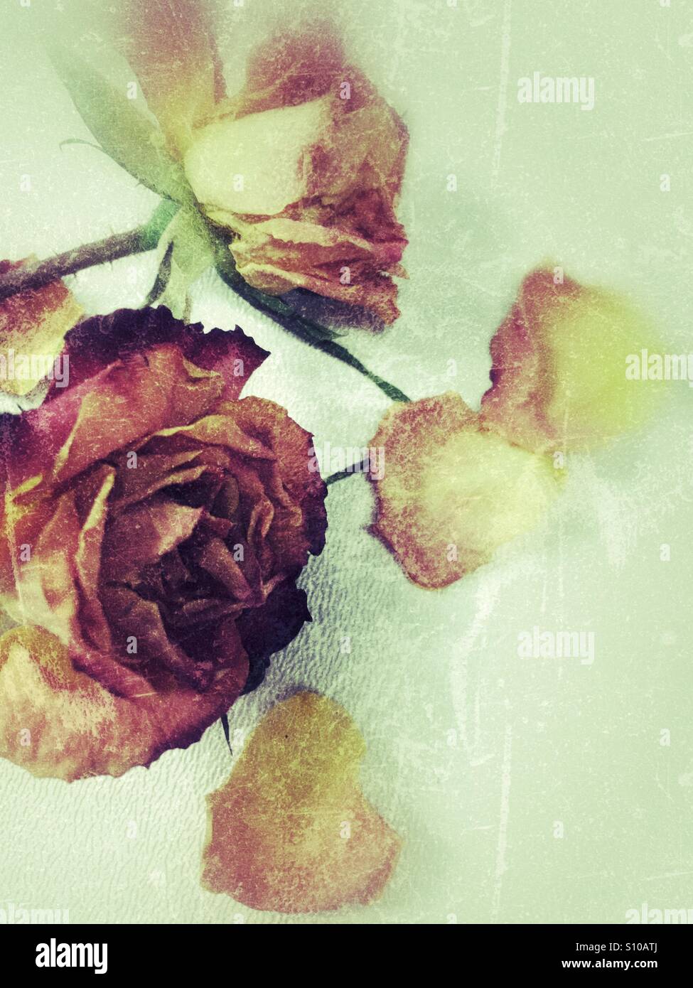 Dead Esperanza roses Stock Photo - Alamy