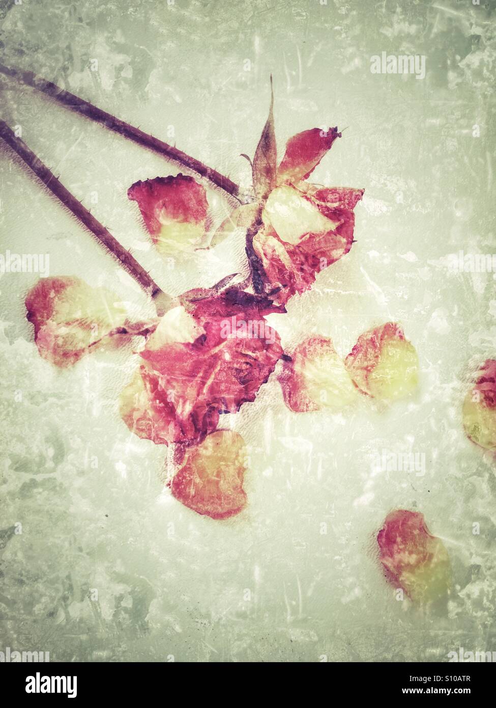 Dying roses hi-res stock photography and images - Alamy