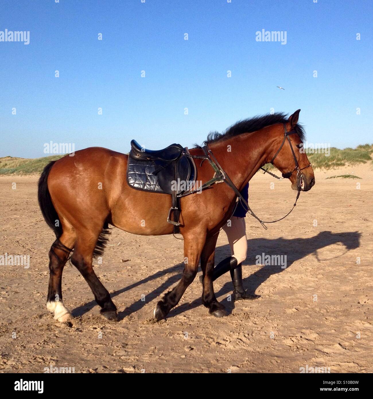 Beautiful brown horse hi-res stock photography and images - Alamy