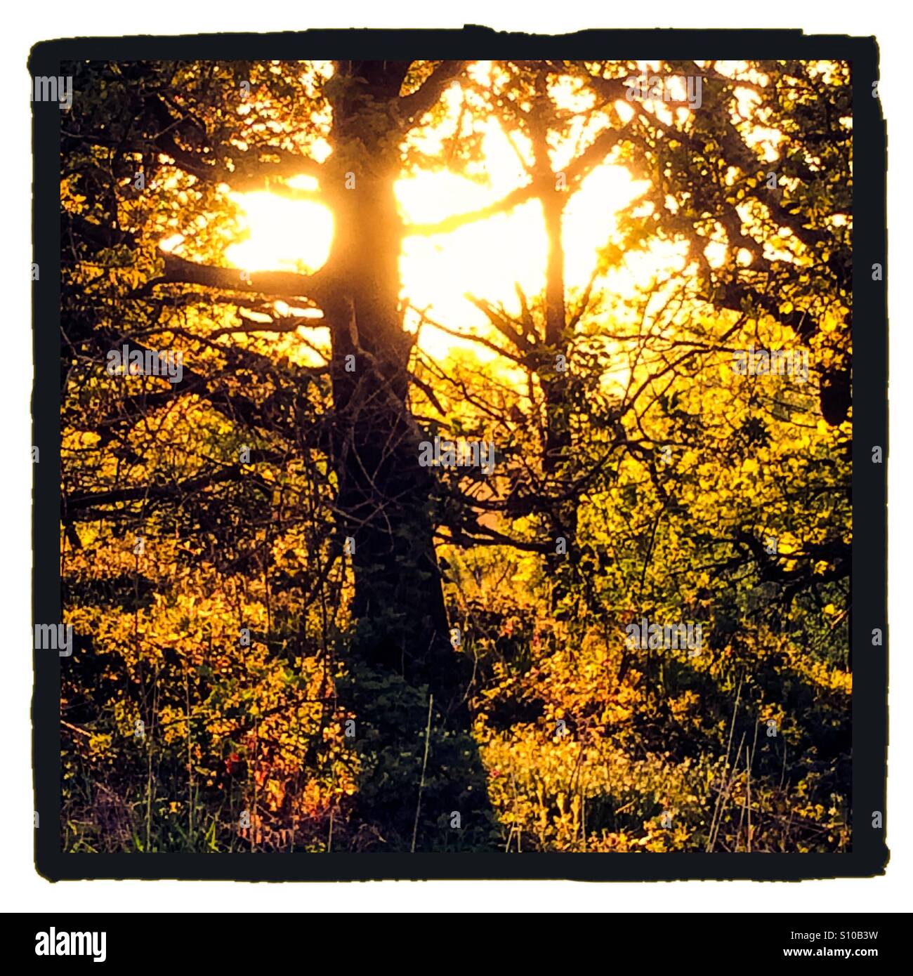 Light streaming through woodland hi-res stock photography and images ...