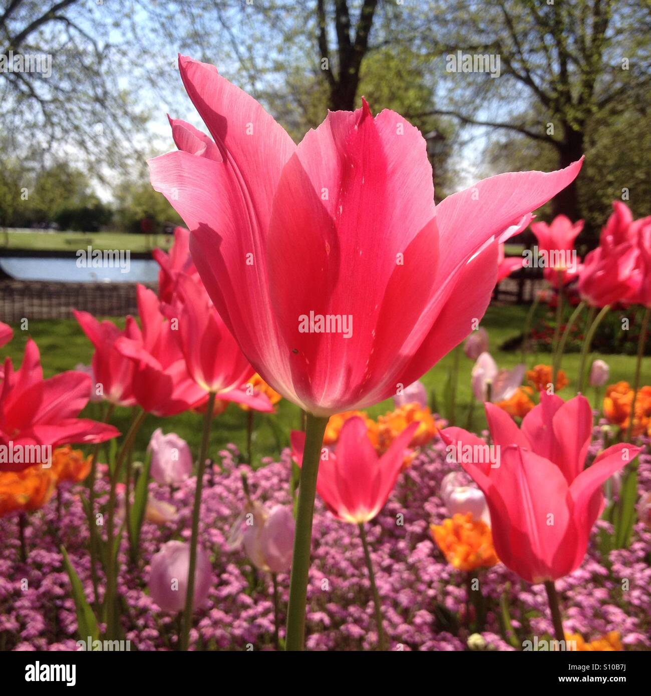 Embankment flower hi-res stock photography and images - Alamy