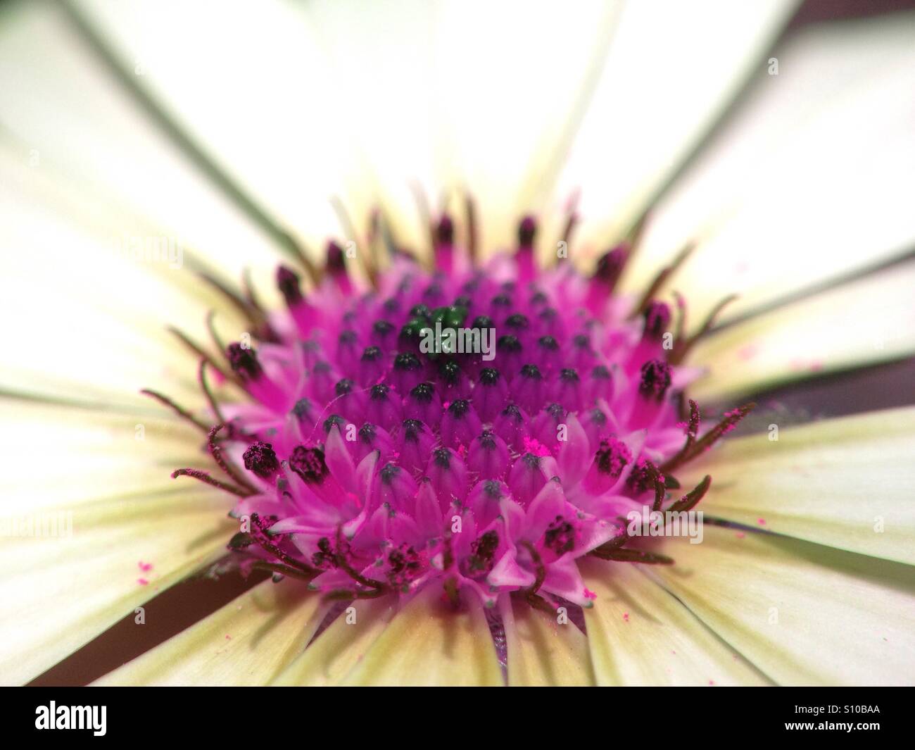 Colour changed cape Daisy Stock Photo - Alamy