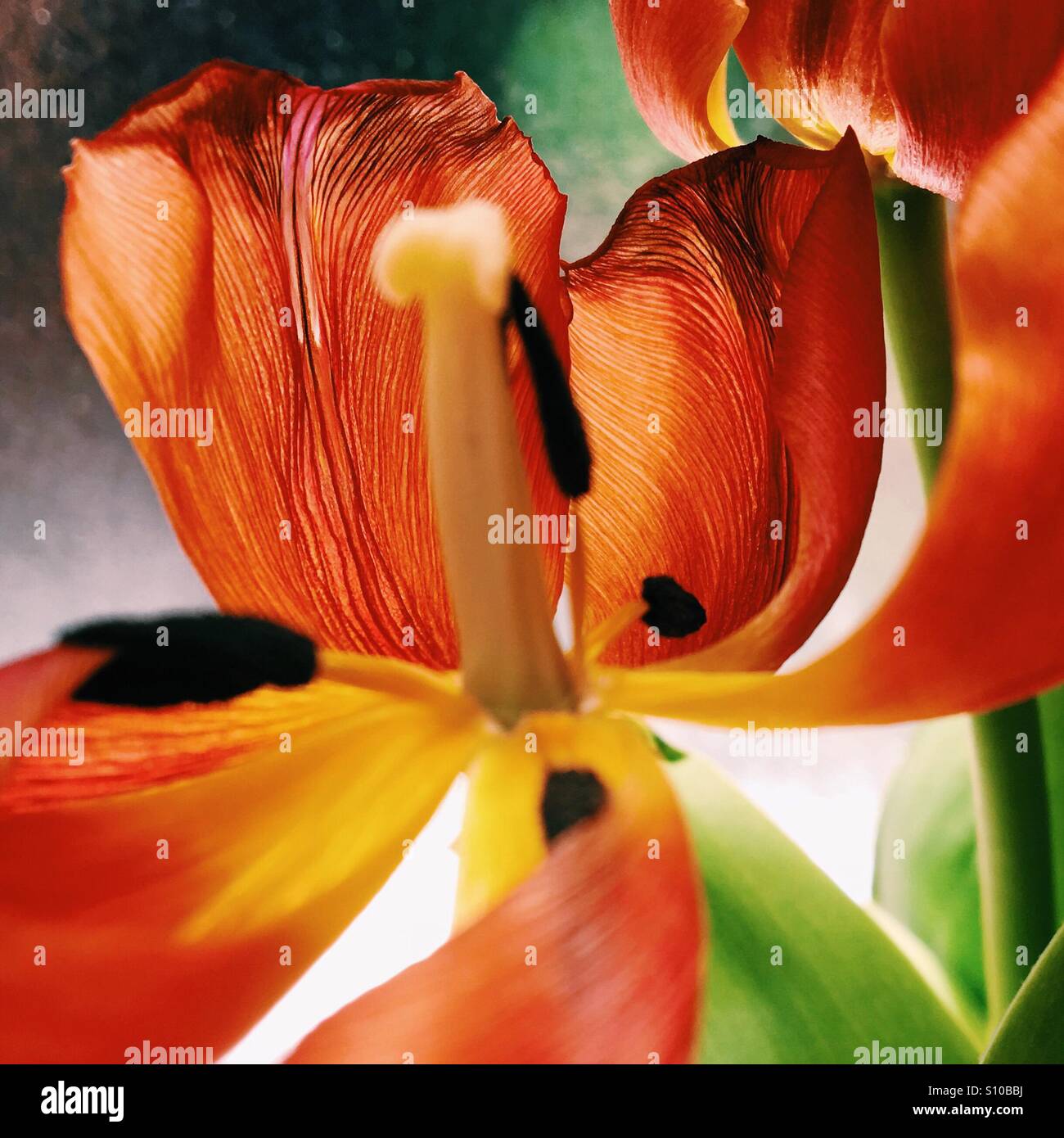 Detail of a dying tulip Stock Photo - Alamy