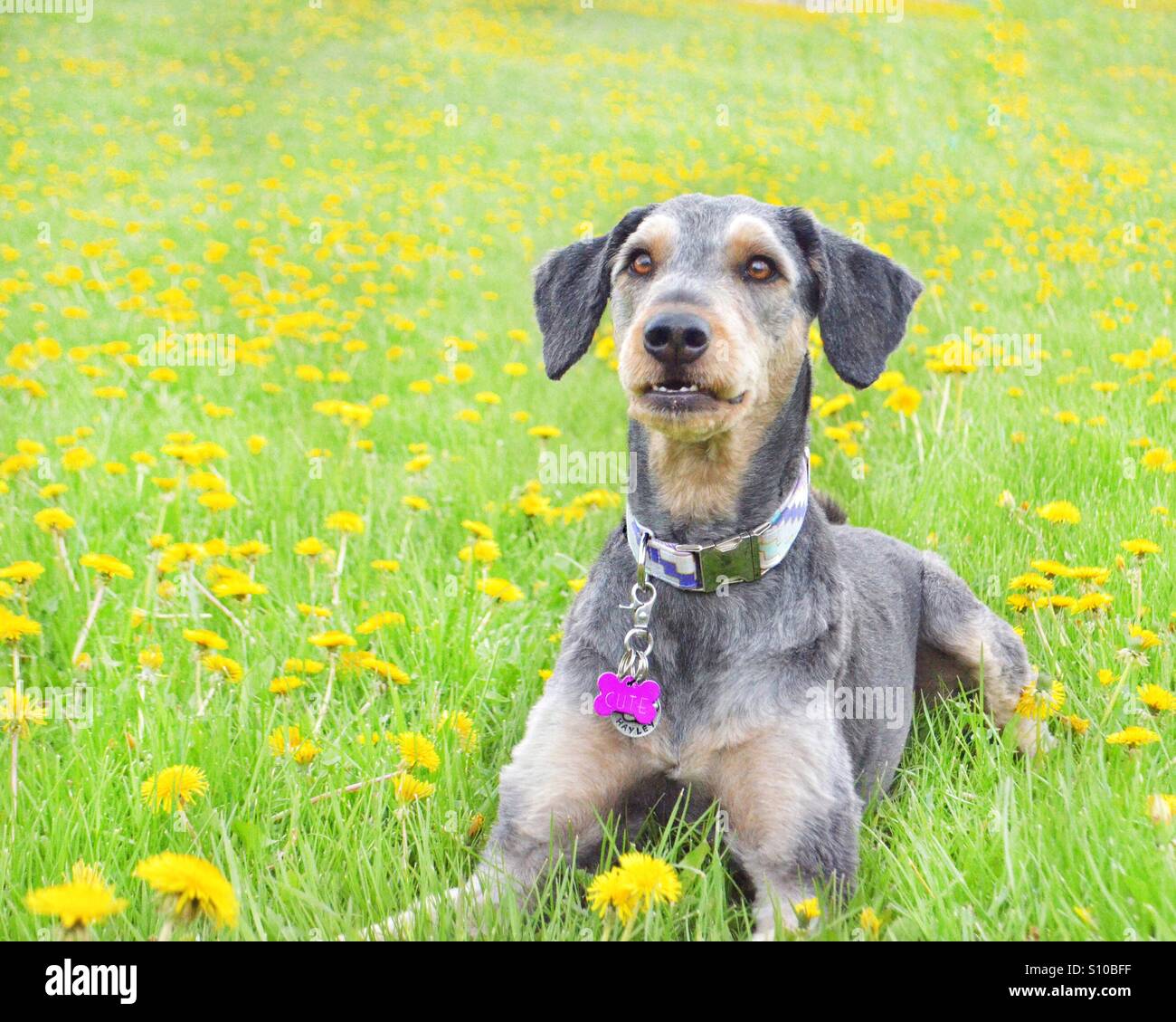 Derp hi-res stock photography and images - Alamy
