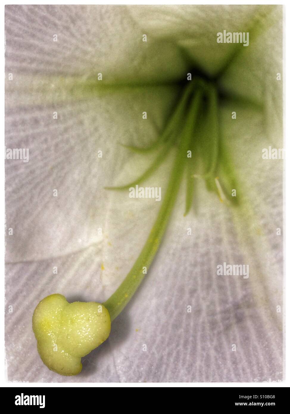 Flower Lily Stigma High Resolution Stock Photography and Images - Alamy