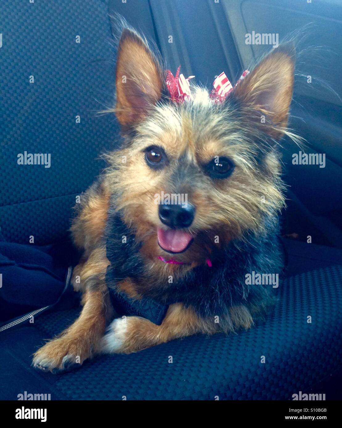 Pretty dog hi-res stock photography and images - Alamy