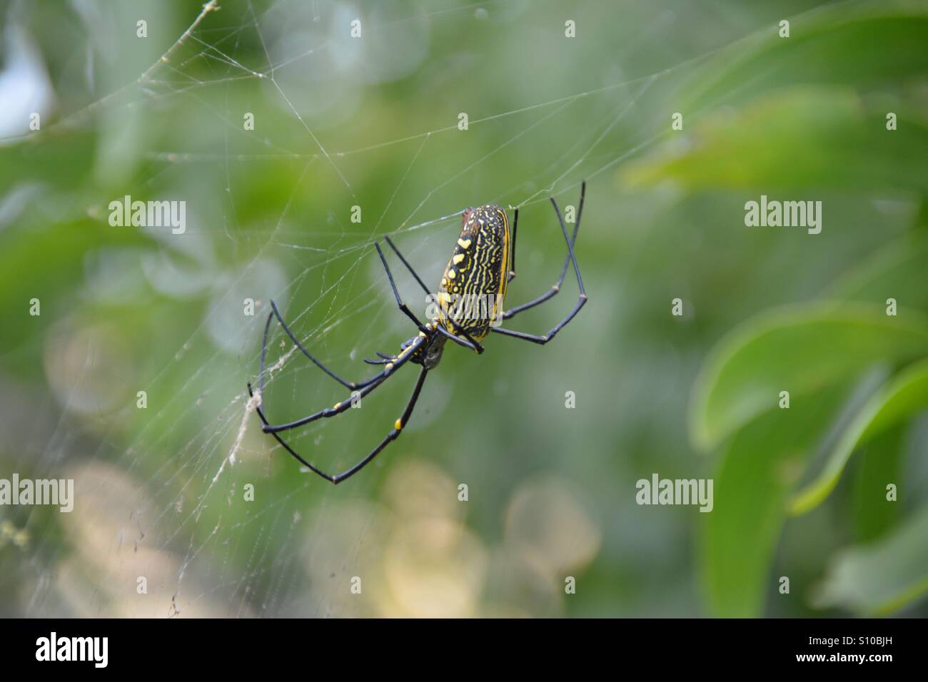 Eye catching spider Stock Photo - Alamy