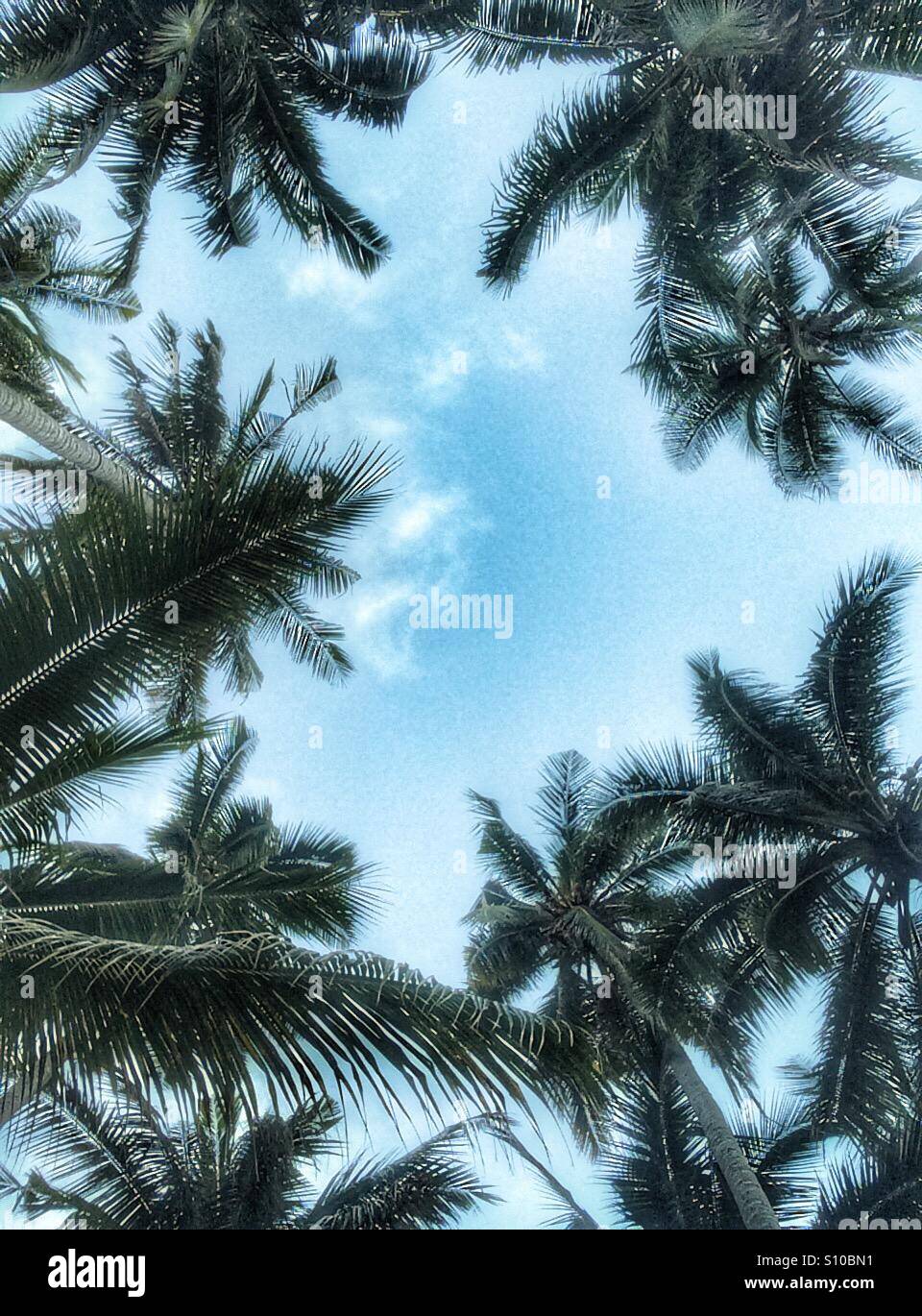 Coconut tree view hi-res stock photography and images - Alamy