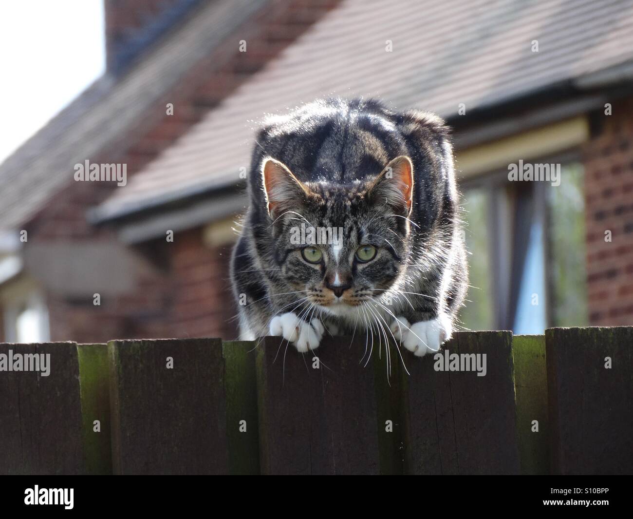 Cat ready to pounce hi-res stock photography and images - Alamy