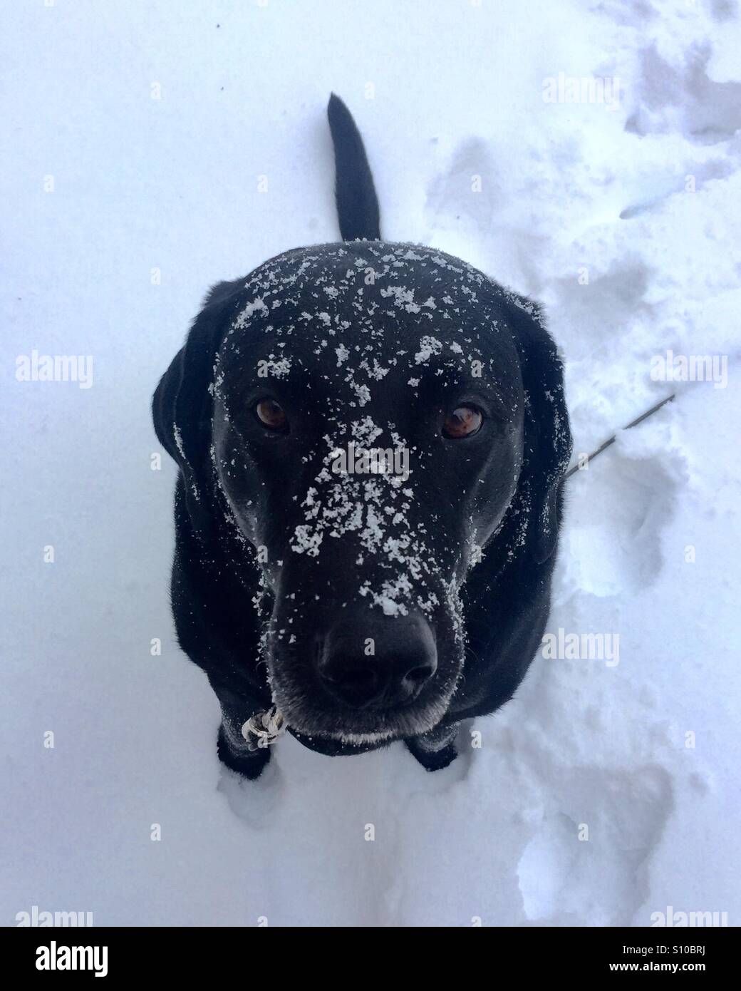 Black labrador puppy snow hi-res stock photography and images - Alamy