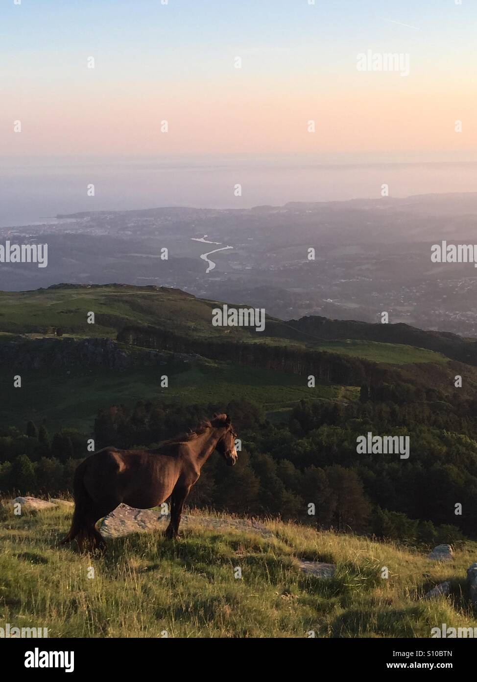 Pottok on La Rhune in South-West France Stock Photo - Alamy