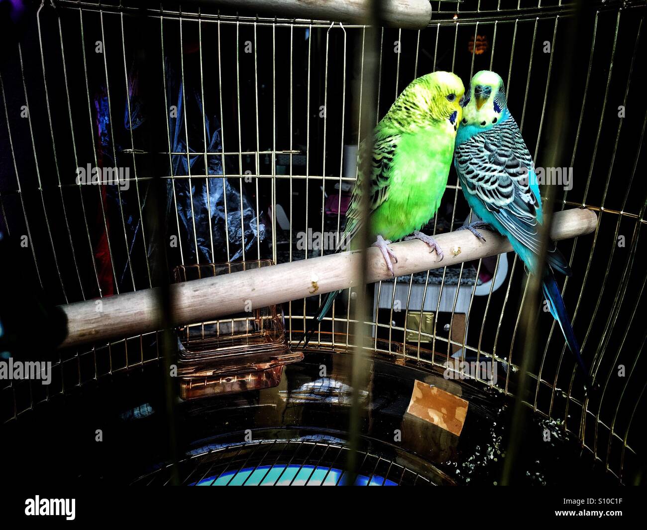 Budgies cage hi-res stock photography and images - Alamy