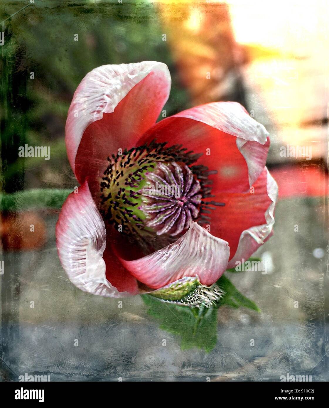 Red and white poppy hi-res stock photography and images - Alamy