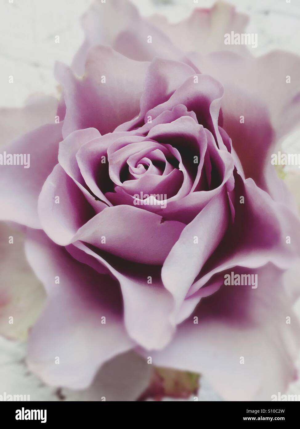 Soft focus pink rose flower hi-res stock photography and images - Alamy