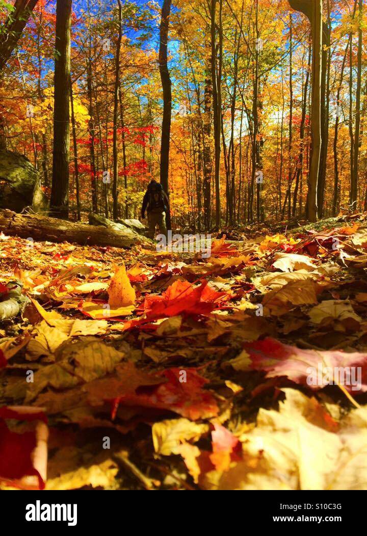 In a trail of leaves Stock Photo - Alamy