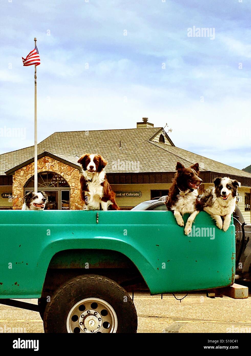Dogs chillin in a pickup Stock Photo - Alamy