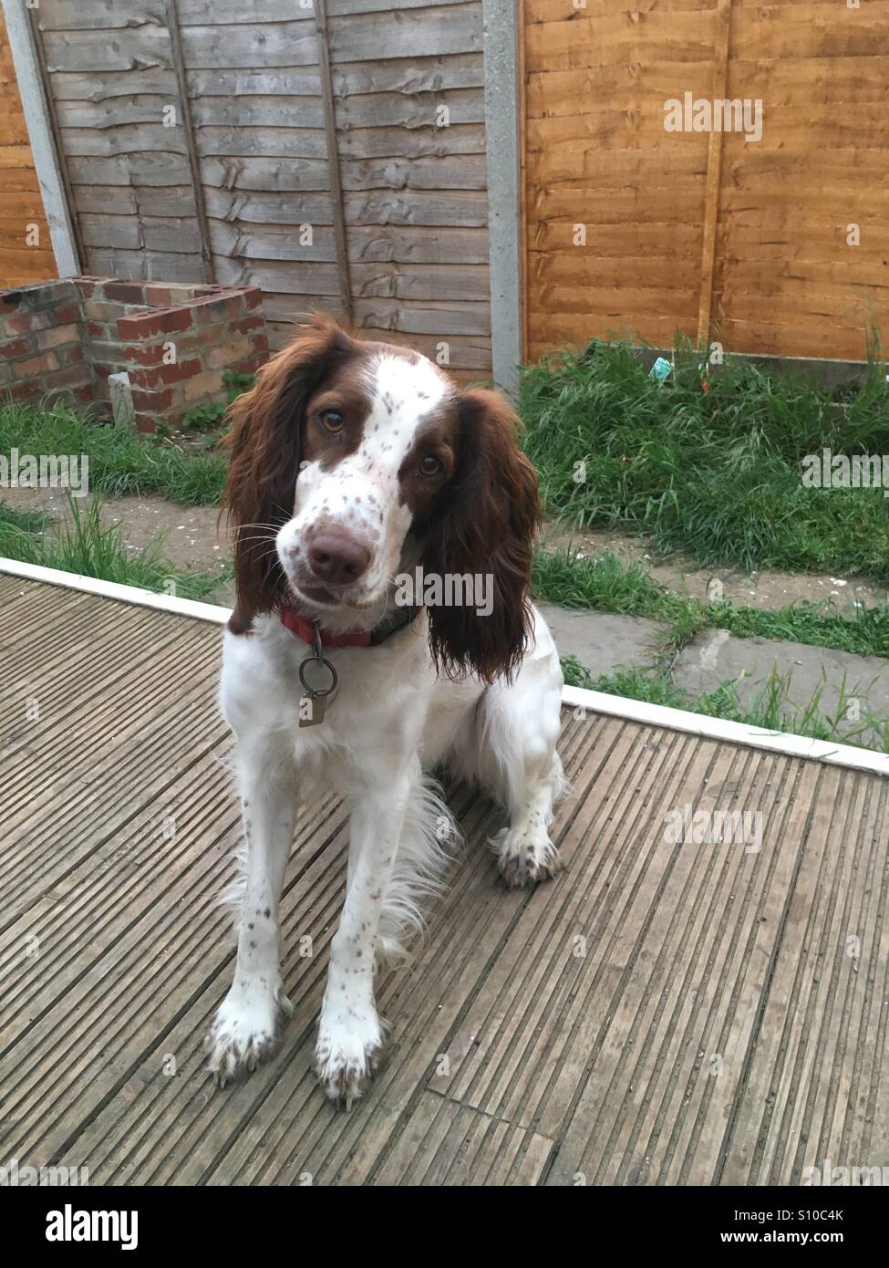 Cute springer spaniel Stock Photo - Alamy