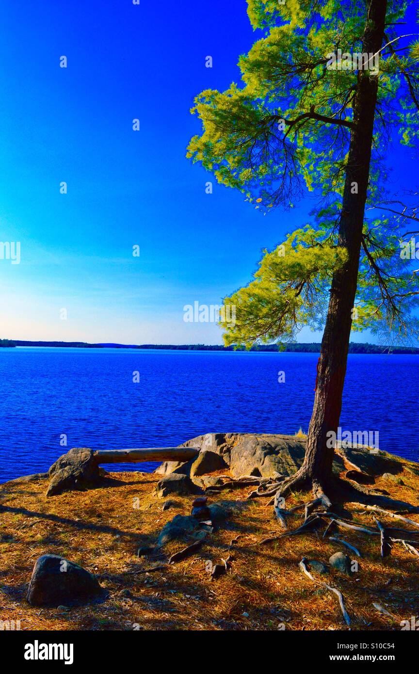Rock Outcrop Log Bench By Pine Tree At Lake Cliff Stock Photo - Alamy