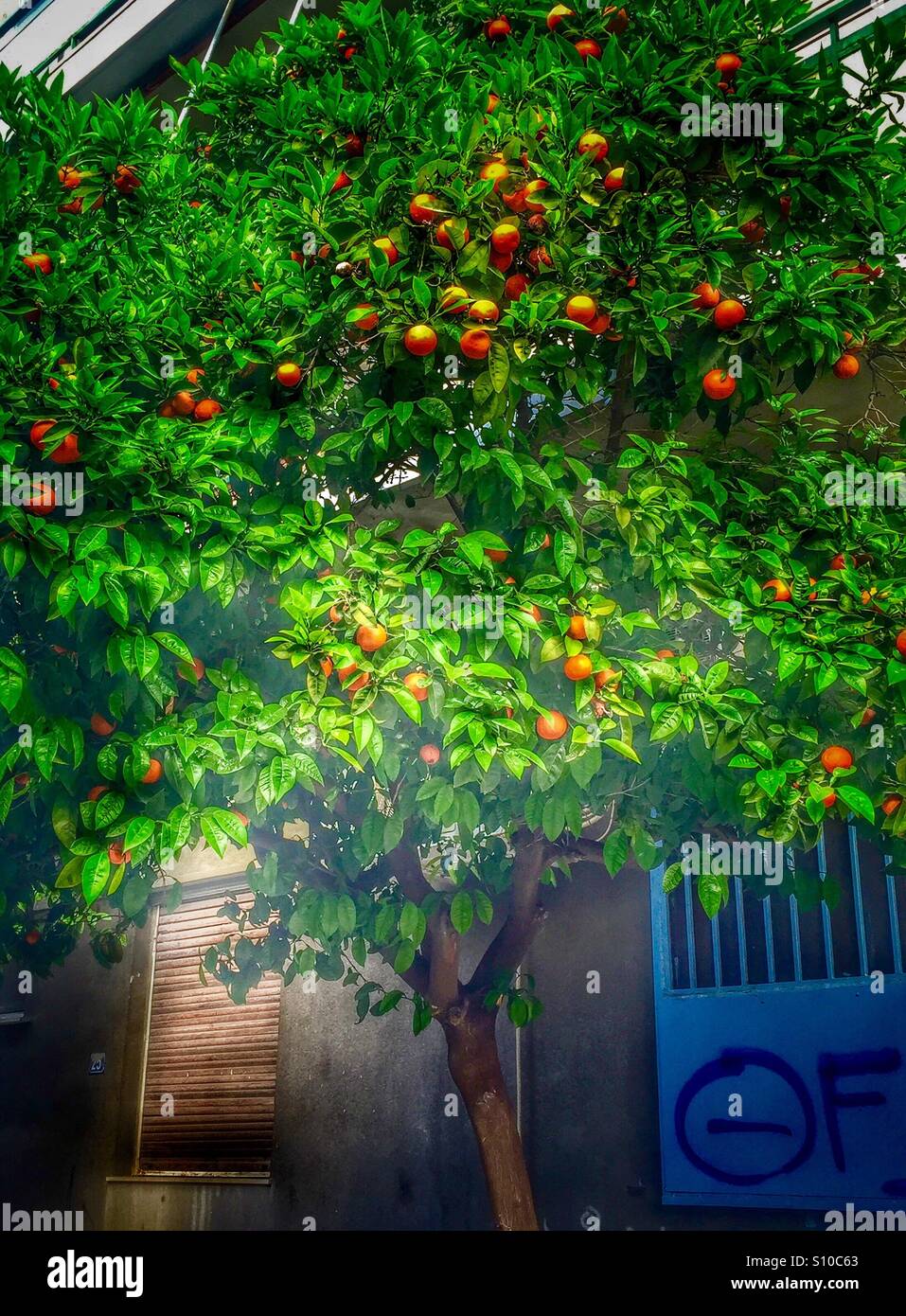 Sour orange tree hi-res stock photography and images - Alamy