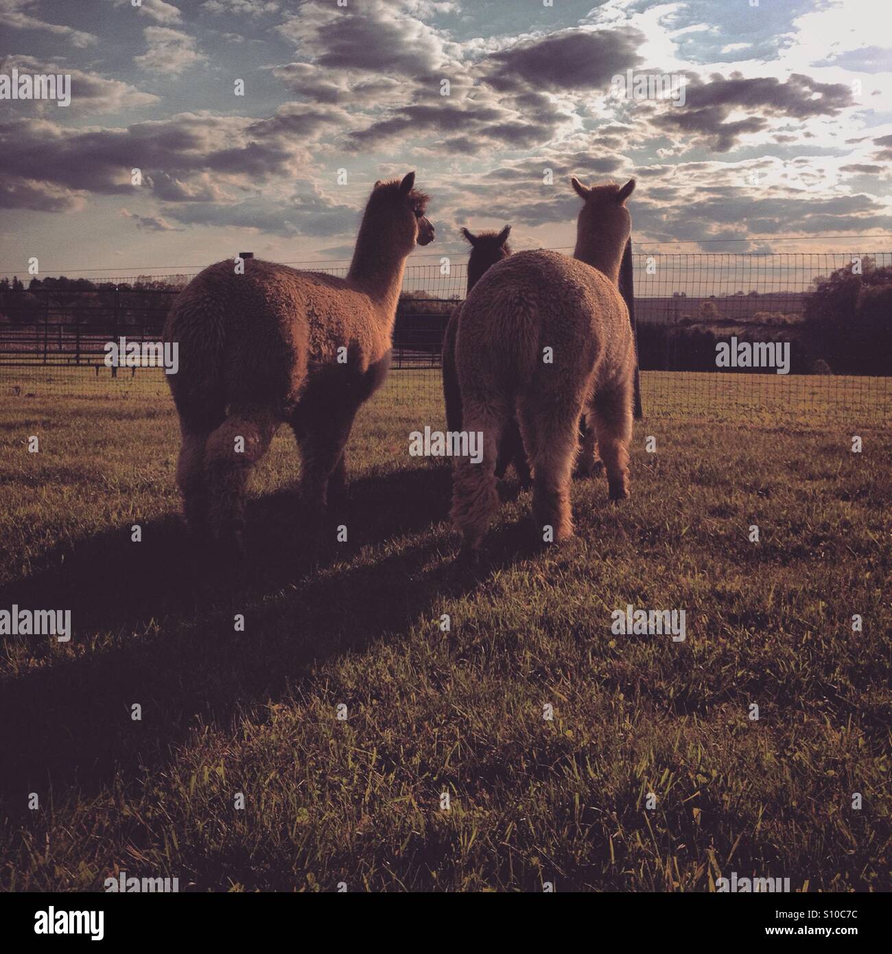Caretaking hi-res stock photography and images - Alamy